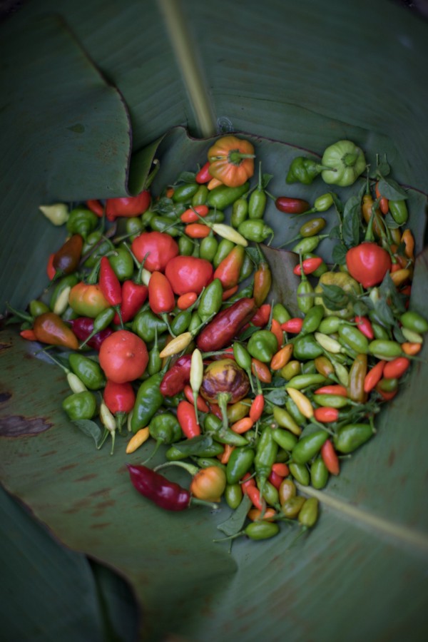 The women behind Baniwa Jiquitaia Pepper - Land Rights Now